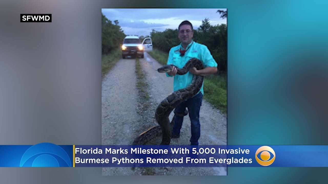 Florida Marks Milestone With 5,000 Invasive Burmese Pythons Removed ...