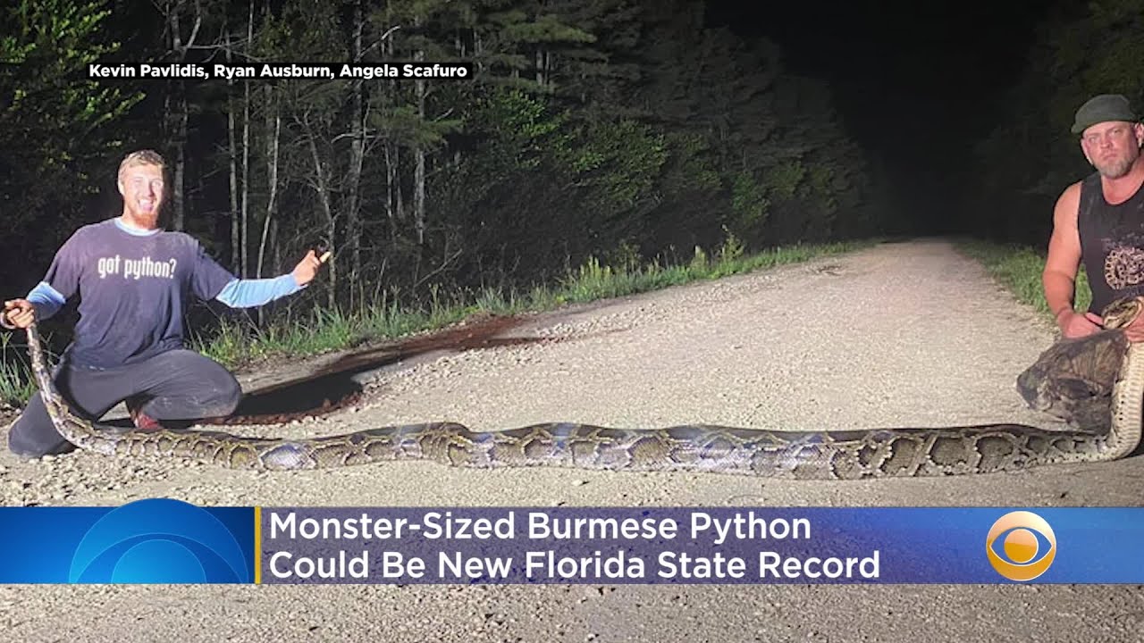Monster-Sized Burmese Python Could Be New Florida State Record - THE ...