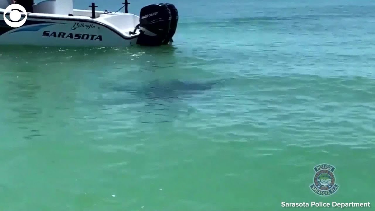 Giant Manta Ray Off Florida Coast - THE MIAMI METROPOLIS