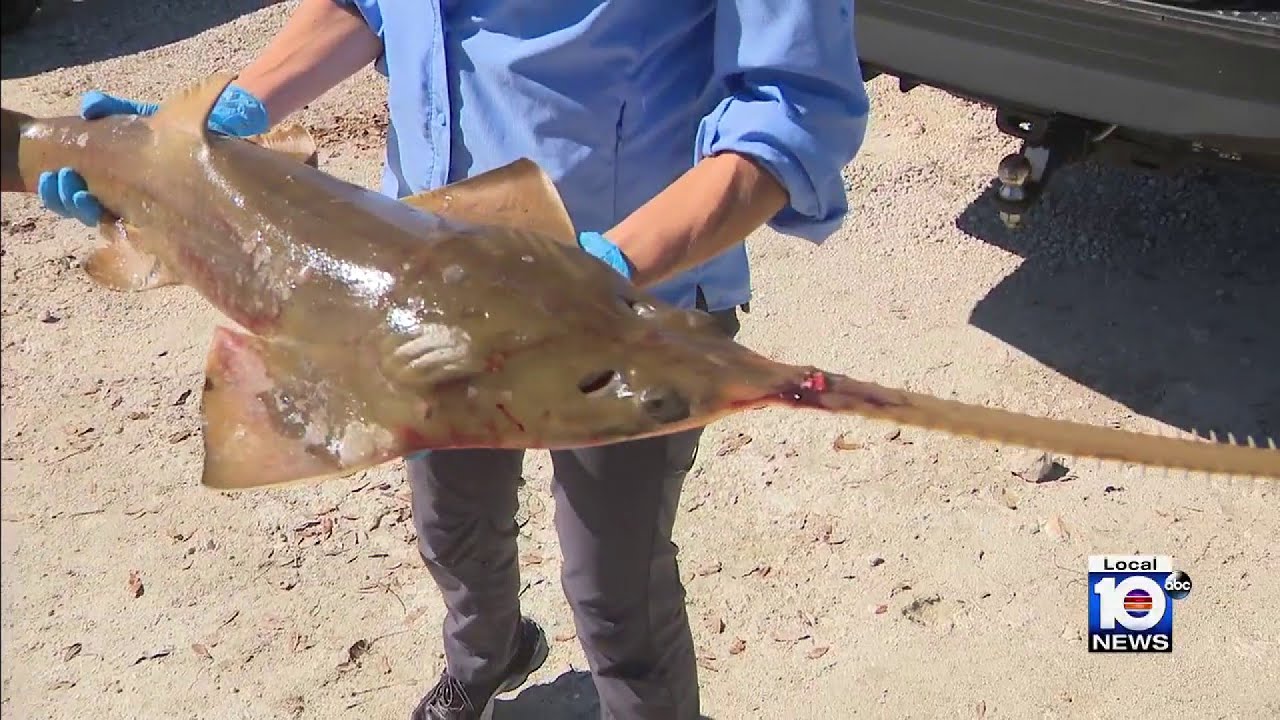 South Florida men arrested, caught with protected smalltooth sawfish ...