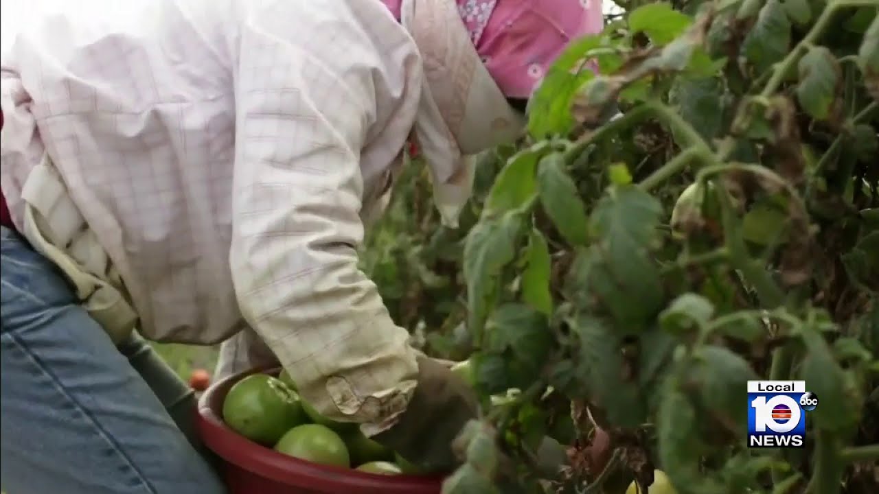 Farmworkers fear new Florida immigration law - THE MIAMI METROPOLIS Farmworkers fear new Florida immigration law - THE MIAMI METROPOLIS