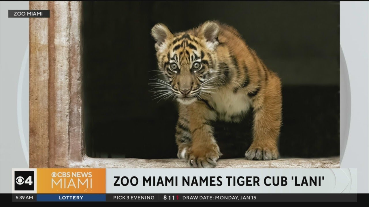 Zoo Miami names tiger cub Lani - THE MIAMI METROPOLIS