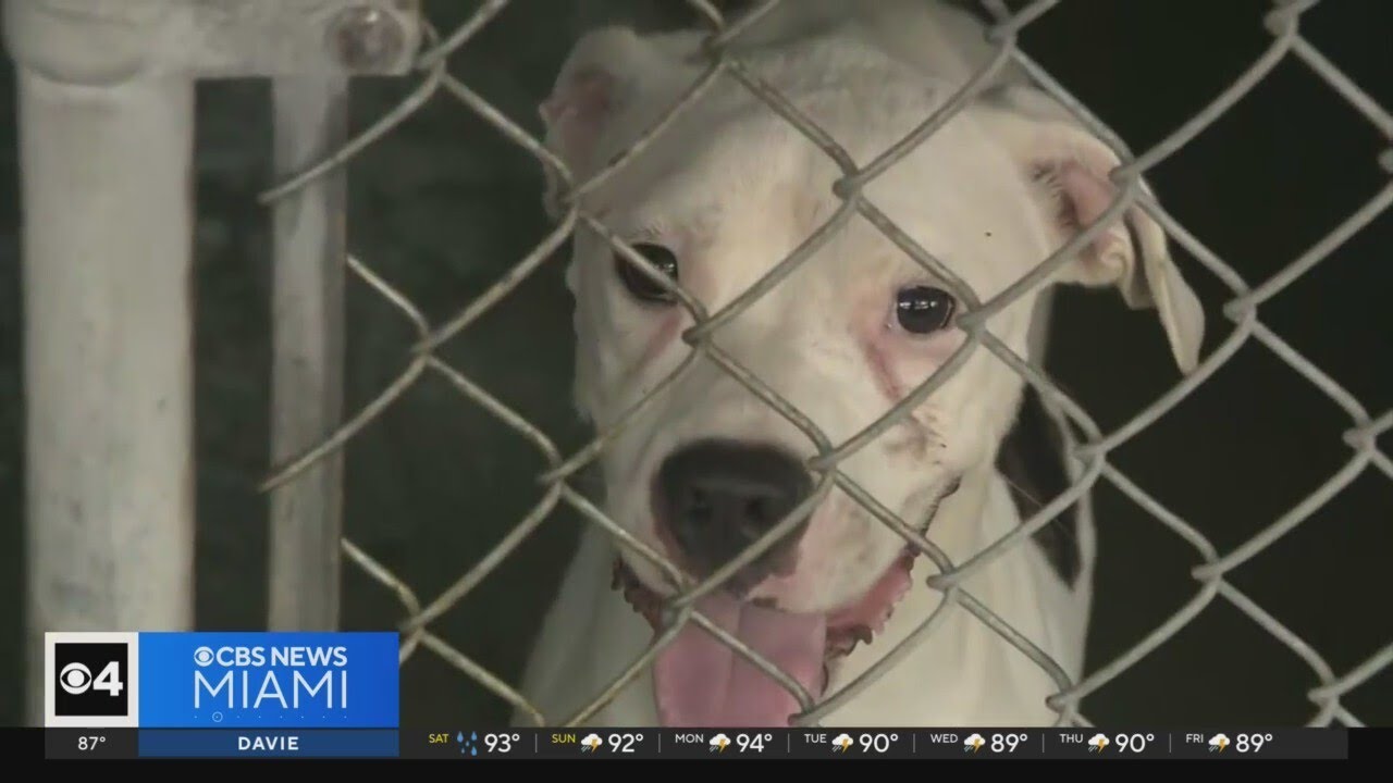 Miami-Dade animal shelters now open on weekends to tackle ...