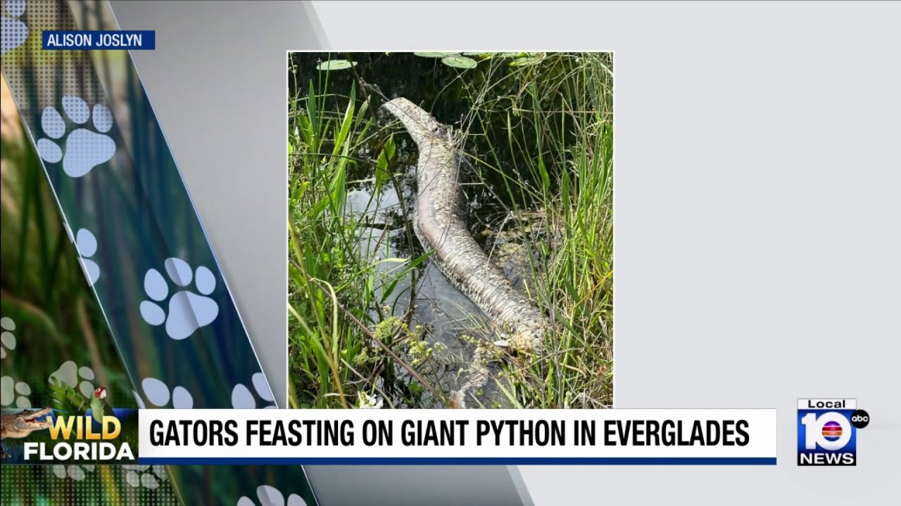 Alligators are seen feasting on Burmese python carcass - THE MIAMI ...