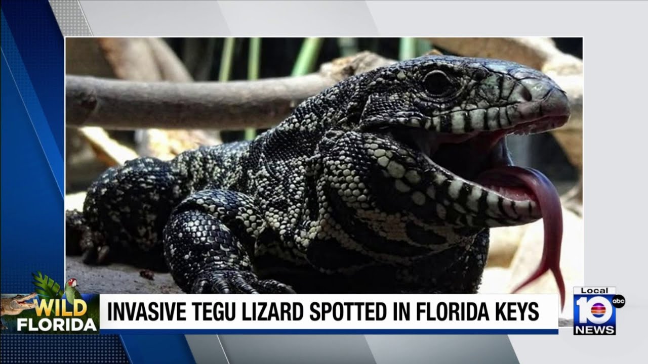 Giant, invasive lizard spotted in South Florida - THE MIAMI METROPOLIS