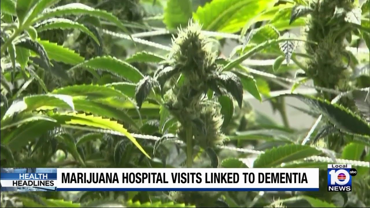 Possible link found between marijuana use, dementia - THE MIAMI METROPOLIS